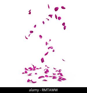 Purple rose petals fall beautifully on the floor. Isolated white ...