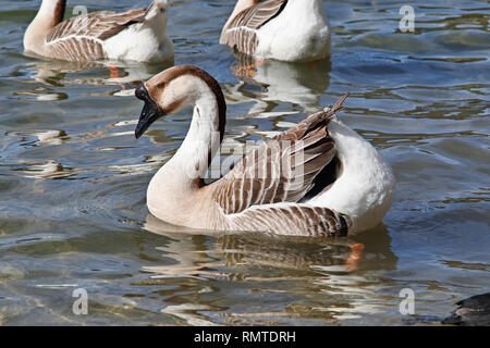 specimen of chinese goose in water Stock Photo - Alamy