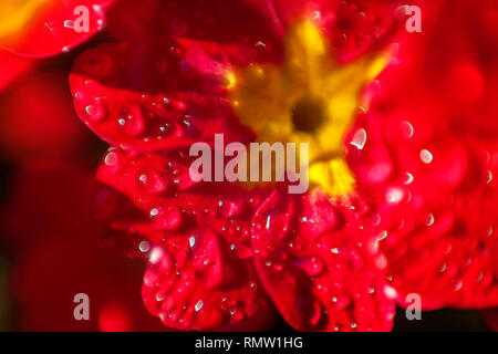 Primrose Primula with red flowers. Inspirational natural floral spring ...