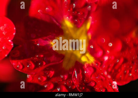 Primrose Primula with red flowers. Inspirational natural floral spring ...