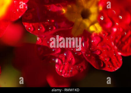 Primrose Primula with red flowers. Inspirational natural floral spring ...