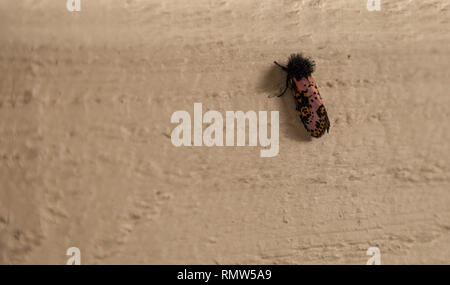 Spanish Moth (Xanthopastis regnatrix Stock Photo - Alamy