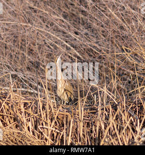 American Bittern hiding in the reeds Stock Photo - Alamy