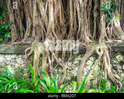 Epiphyte Banyan fig tree aerial roots Stock Photo - Alamy