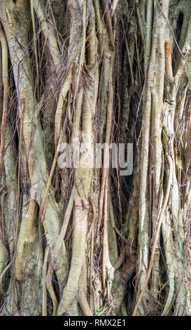 Banyan tree roots, Bali, Indonesia Stock Photo - Alamy