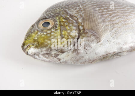 Fresh lamayo fish isolated on white Stock Photo - Alamy