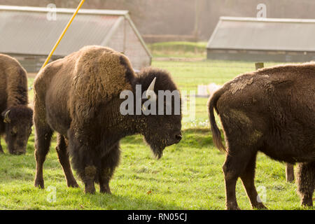 North American bison at the Rhug Estate in Corwen North Wales the ...