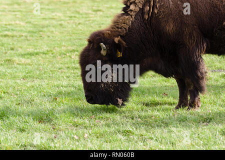 North American bison at the Rhug Estate in Corwen North Wales the ...