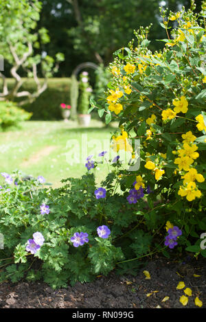 Hypericum 'Hidcote' in an island border Stock Photo - Alamy