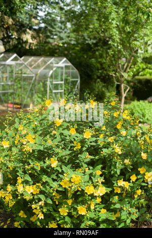 bushy St. John's Wort (Hypericum densiflorum), Plantae, Wadesboro, NC ...
