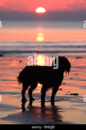 Golden hour on a sandy beach, starfish scattered with mollusks, bathed ...