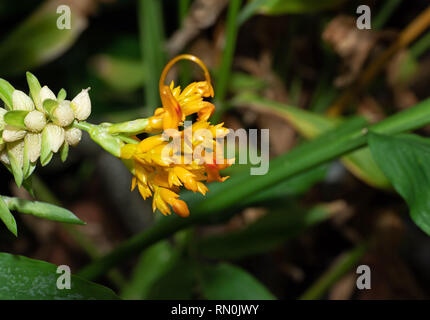 Dancing ladies ginger, dancing girls ginger (Globba winitii ...
