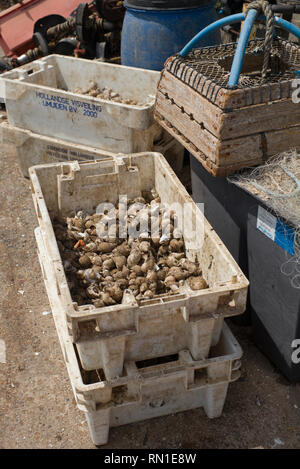 Huge pile of empty clam shells at Whitstable harbour in Kent Stock ...