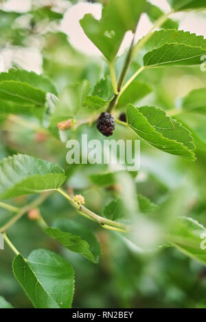 Ripe mulberries on a bush Stock Photo - Alamy