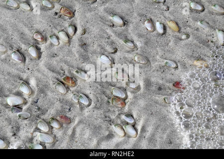 Live coquina or bean clams (Donax variabilis) digging into wet sand of ...