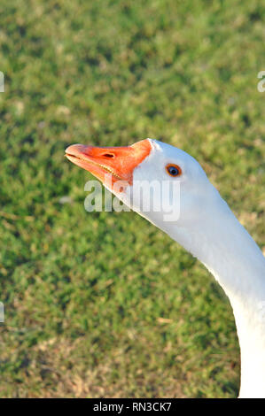 White goose, with blue eyes, angrily watches camera. Goose is outdoors ...