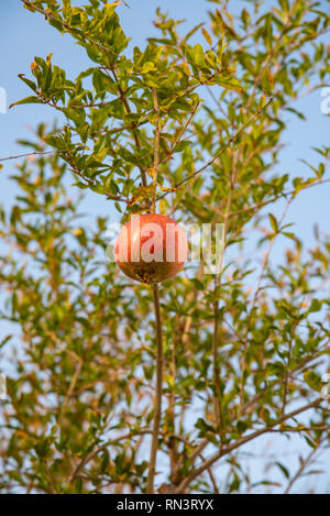 pomegranate hanging from the tree Stock Photo - Alamy