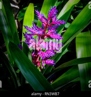 Aechmea Blue Tango Bromeliad flower Stock Photo - Alamy