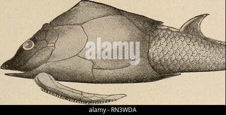 . Animal studies. Fig. 246.—An Ostracoderm {Pterichyodes milleri ...
