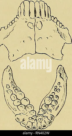 Large Common Bream Stock Photo: 65426499 - Alamy
