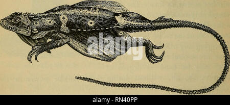 Draco volans in the ground Stock Photo - Alamy