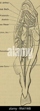 . Animal physiology. Physiology, Comparative. Dorsal artery- Greater ...