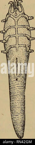Hair follicle mite Stock Photo - Alamy
