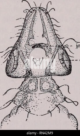 Buccal cavity and pharynx section Stock Photo - Alamy