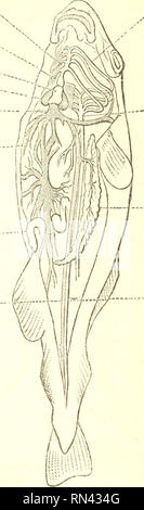 . Animal physiology. Physiology, Comparative. Dorsal artery- Greater ...