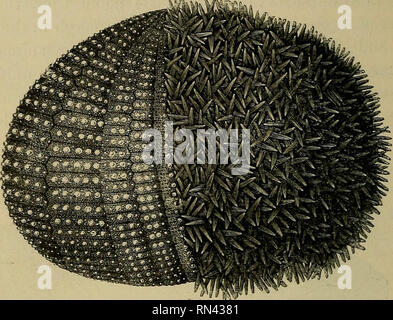 sea urchin are animal with body covered with spikes that live in the ...