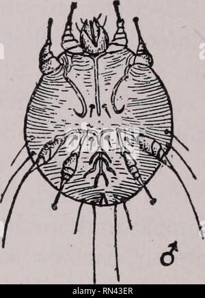 Burrow of itch insect Stock Photo - Alamy