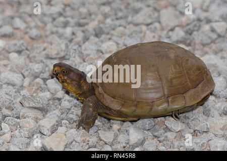 THREE-TOED BOX TURTLE (Terrapene carolina triunguis}. Positioned to ...