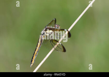 Spangled Skimmer, Libellula cyanea, female Stock Photo - Alamy