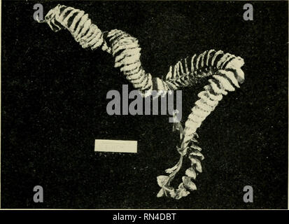 conch egg case Stock Photo - Alamy