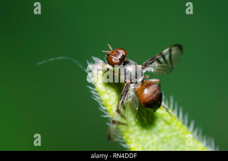 Signal Fly, Rivellia sp Stock Photo - Alamy