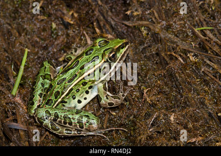 Leopard frog on the lake Stock Photo - Alamy