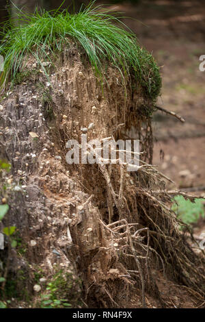 Tree roots sticking out on a cliff, root system Stock Photo - Alamy