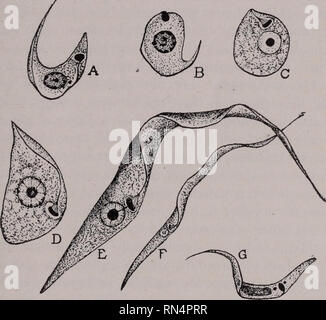 Trypanosomes of Chagas disease parasites in the blood 400x Stock Photo ...