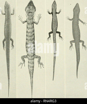 Adult California Alligator Lizard with Regenerated Tail. Santa Clara ...