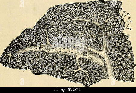 . Anatomy, descriptive and applied. Anatomy. 1220 THE ORGANS OF ...