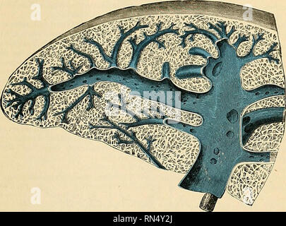 . Anatomy, descriptive and applied. Anatomy. 1220 THE ORGANS OF ...