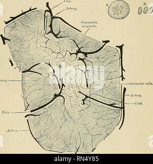. Anatomy, descriptive and applied. Anatomy. THE MAMMARY GLAND 14-Sl ...
