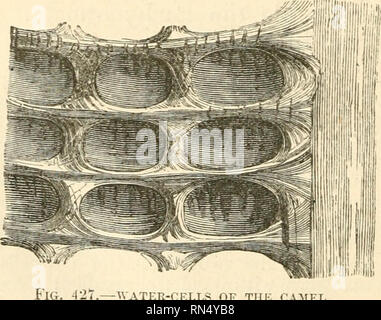 Water cells of the camel stomach Stock Photo - Alamy