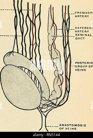 . Anatomy, descriptive and applied. Anatomy. THE TESTICLES AND THEIR ...