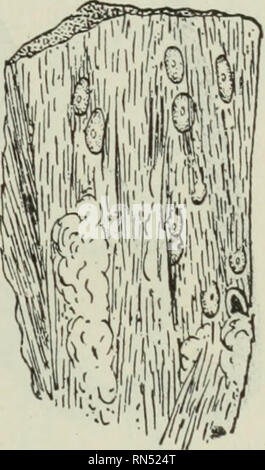 Tapeworm scolex (Taenia solium) four suckers morphology revealed in the ...