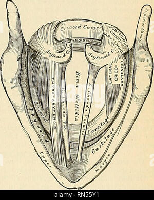 . Anatomy, descriptive and applied. Anatomy. Articular cartilage ...
