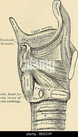 Thyroid Cartilage Muscle Attachment