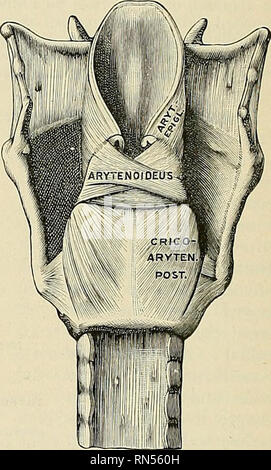 . Anatomy, descriptive and applied. Anatomy. THE LARYNX 1173 the most ...