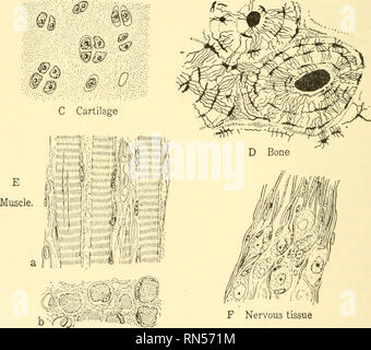 Striated muscle tissue, cross and longitudinal sections. Optical ...