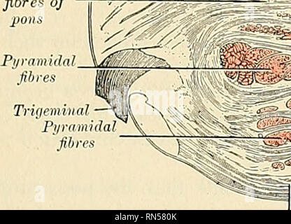. Anatomy, descriptive and applied. Anatomy. AREAS OF THE MEDULLA ...